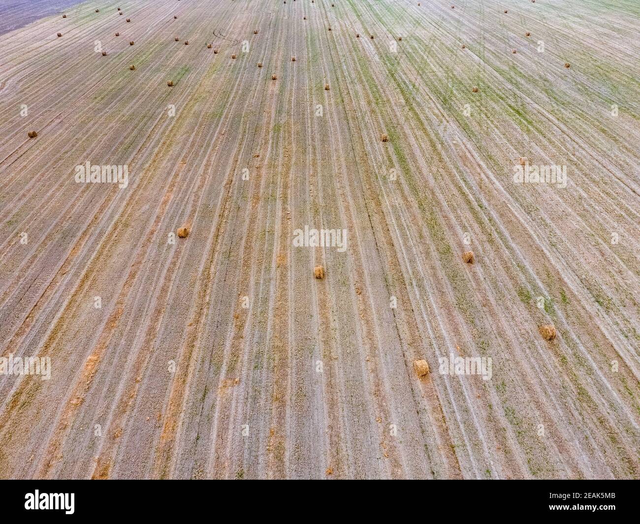 Bales of hay in the field. Harvesting hay for livestock feed. Landscape ...