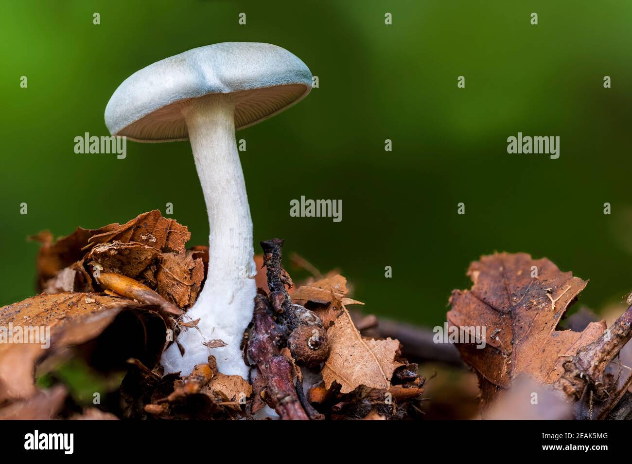 Aniseed funnel clitocybe odora hi-res stock photography and images - Alamy