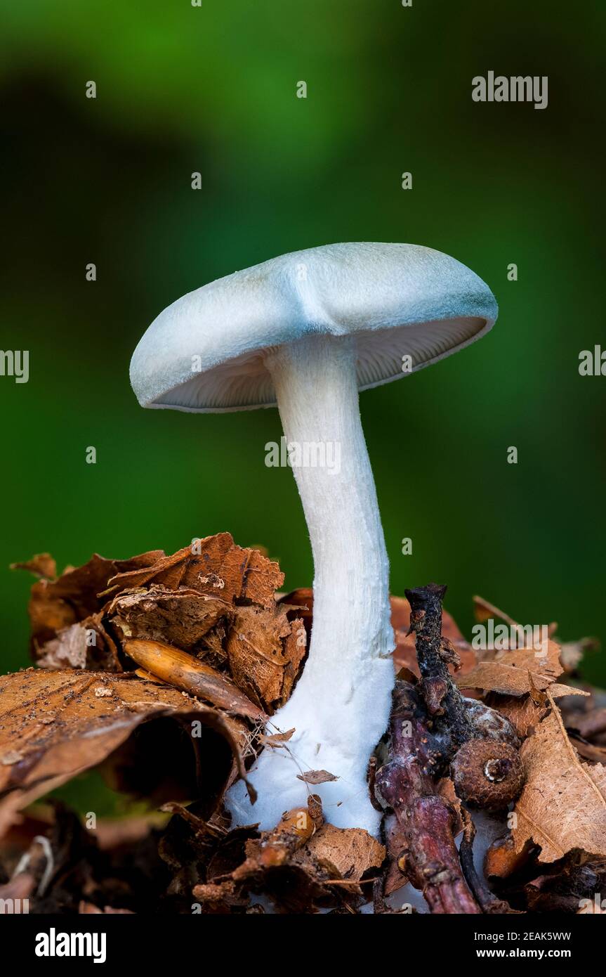 An aniseed funnel (Clitocybe odora) growing amongs fallen leaves in ...