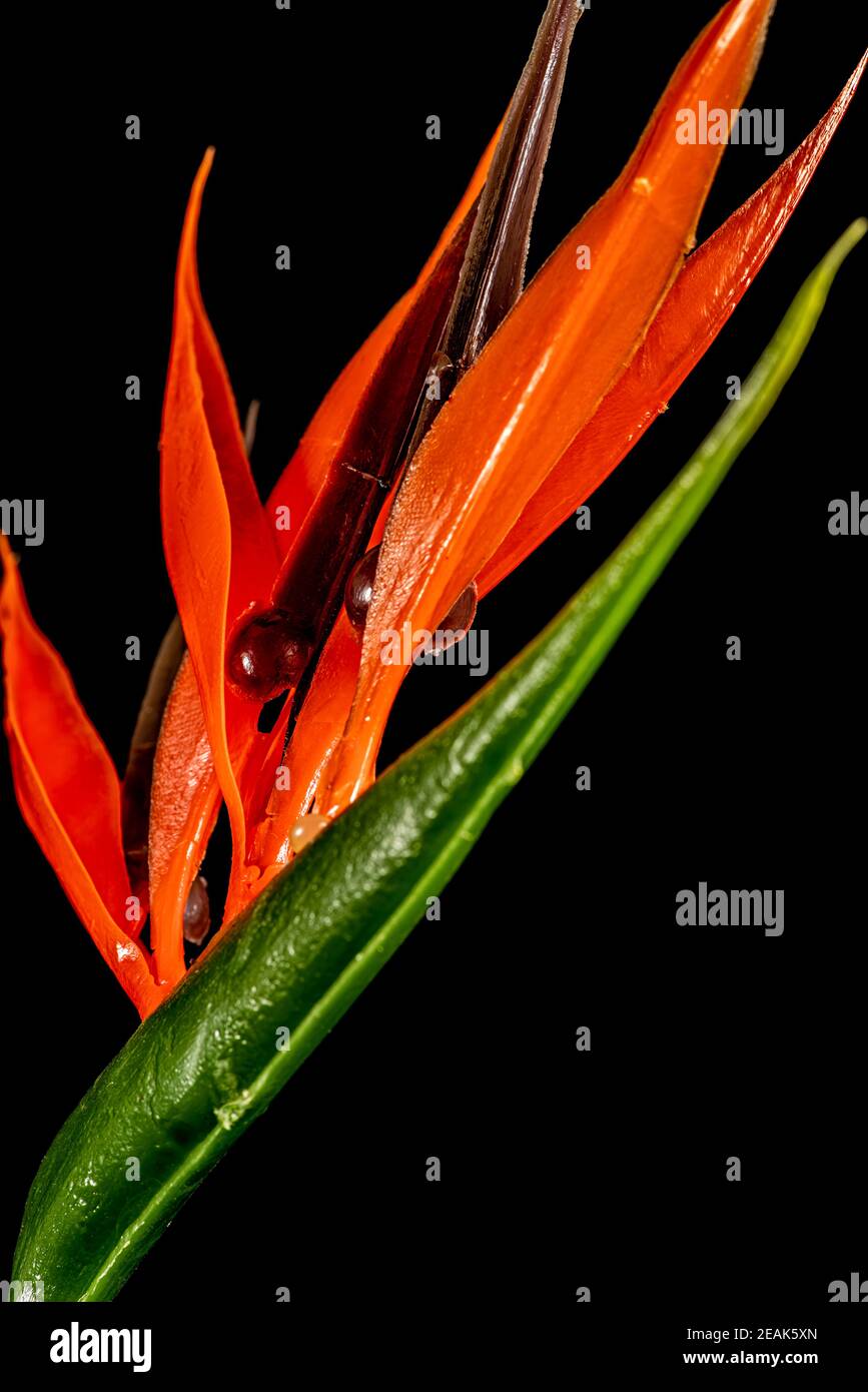 Strelitzia arten hi-res stock photography and images - Alamy