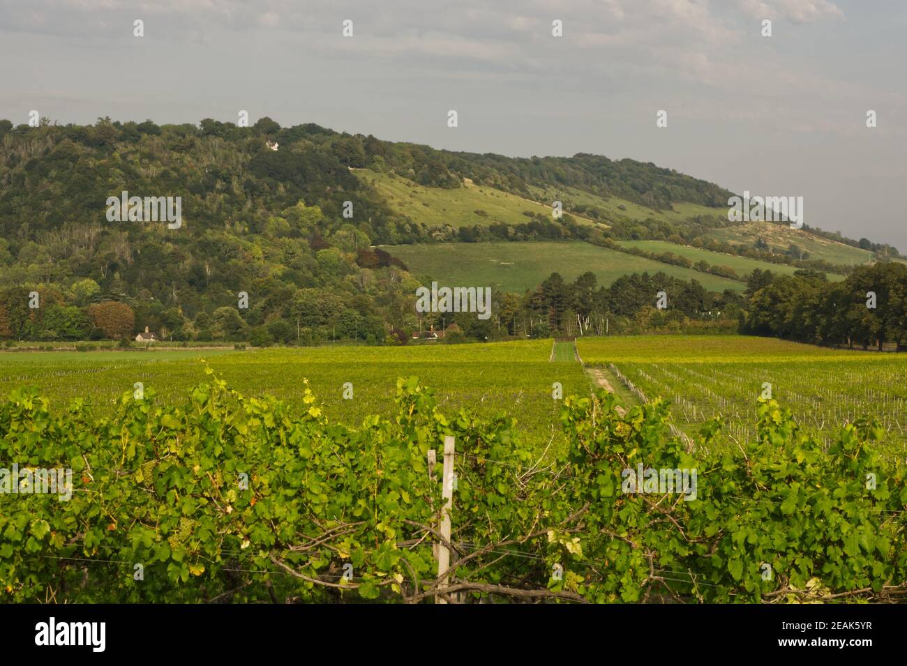 Surrey hills denbies hillside hi-res stock photography and images - Alamy