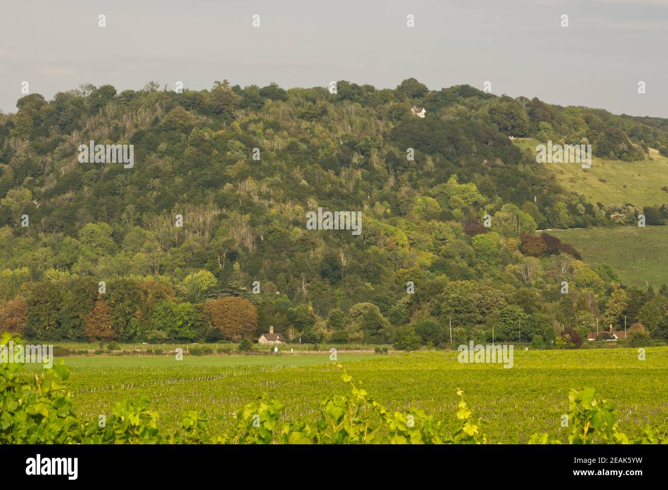 Surrey hills denbies hillside hi-res stock photography and images - Alamy