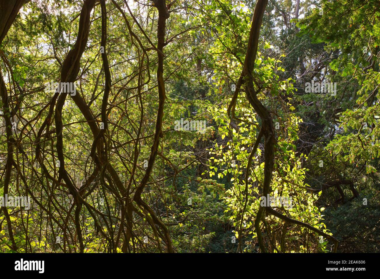 Surrey trees hi-res stock photography and images - Alamy
