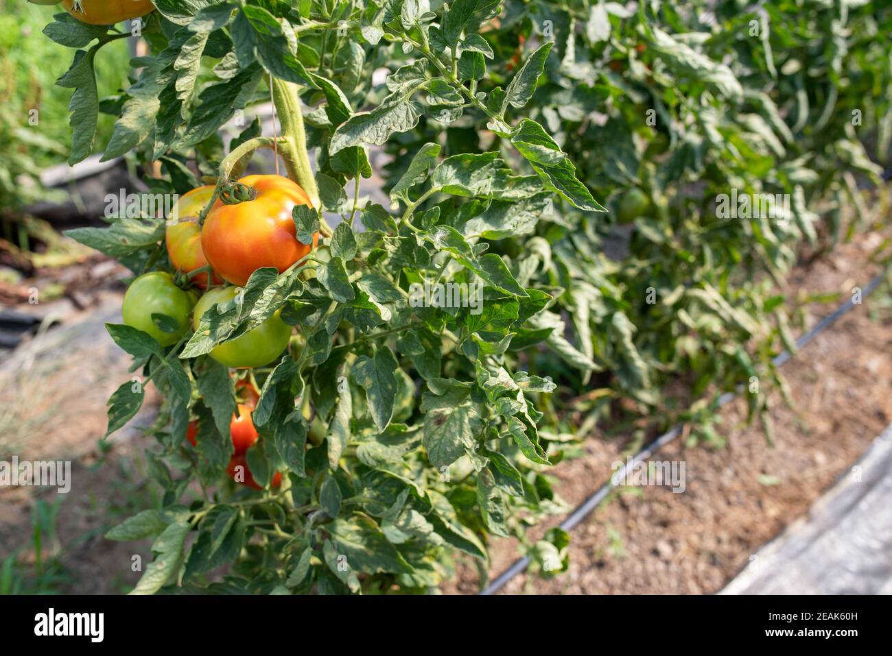 Beautiful fresh tomatoes ripen on the vine in an organic greenhouse ...