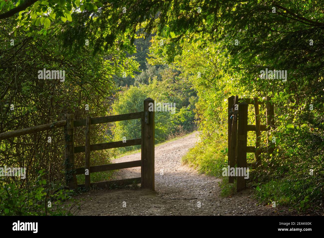Surrey Countryside High Resolution Stock Photography and Images - Alamy