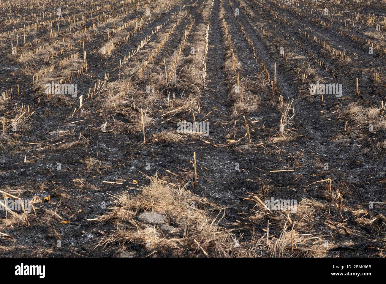 Fire burns stubble on the field destroy summer. Fire residue of ...
