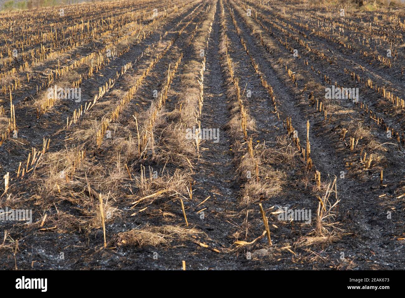 Fire burns stubble on the field destroy summer. Fire residue of ...