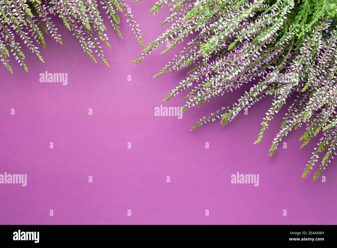 Blossom heather flowers on hi-res stock photography and images - Alamy