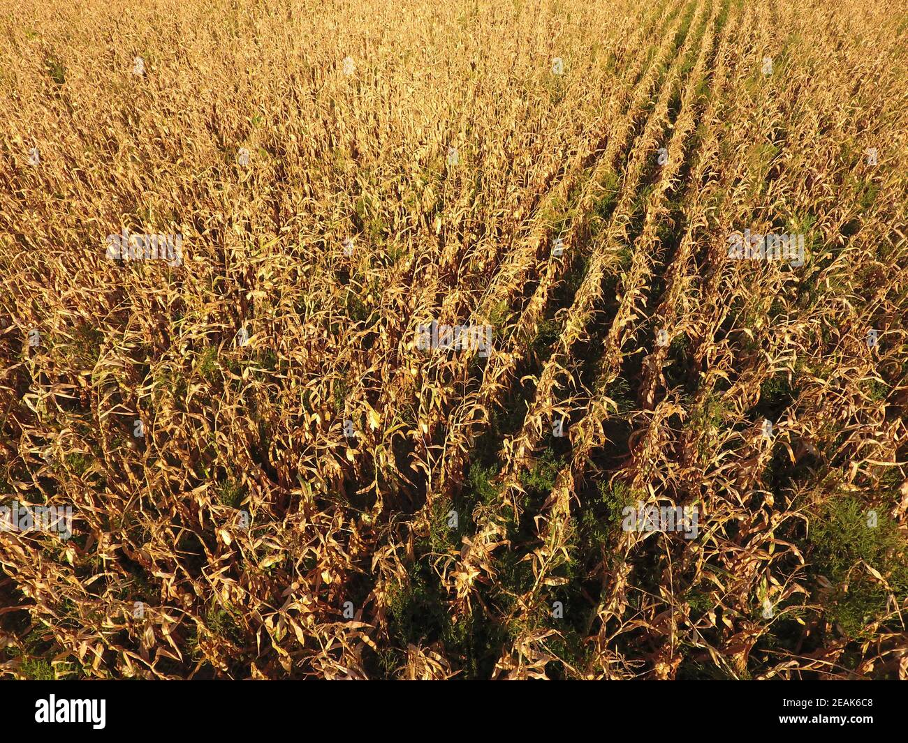 Field with ripe corn. Dry stalks of corn. View of the cornfield from ...
