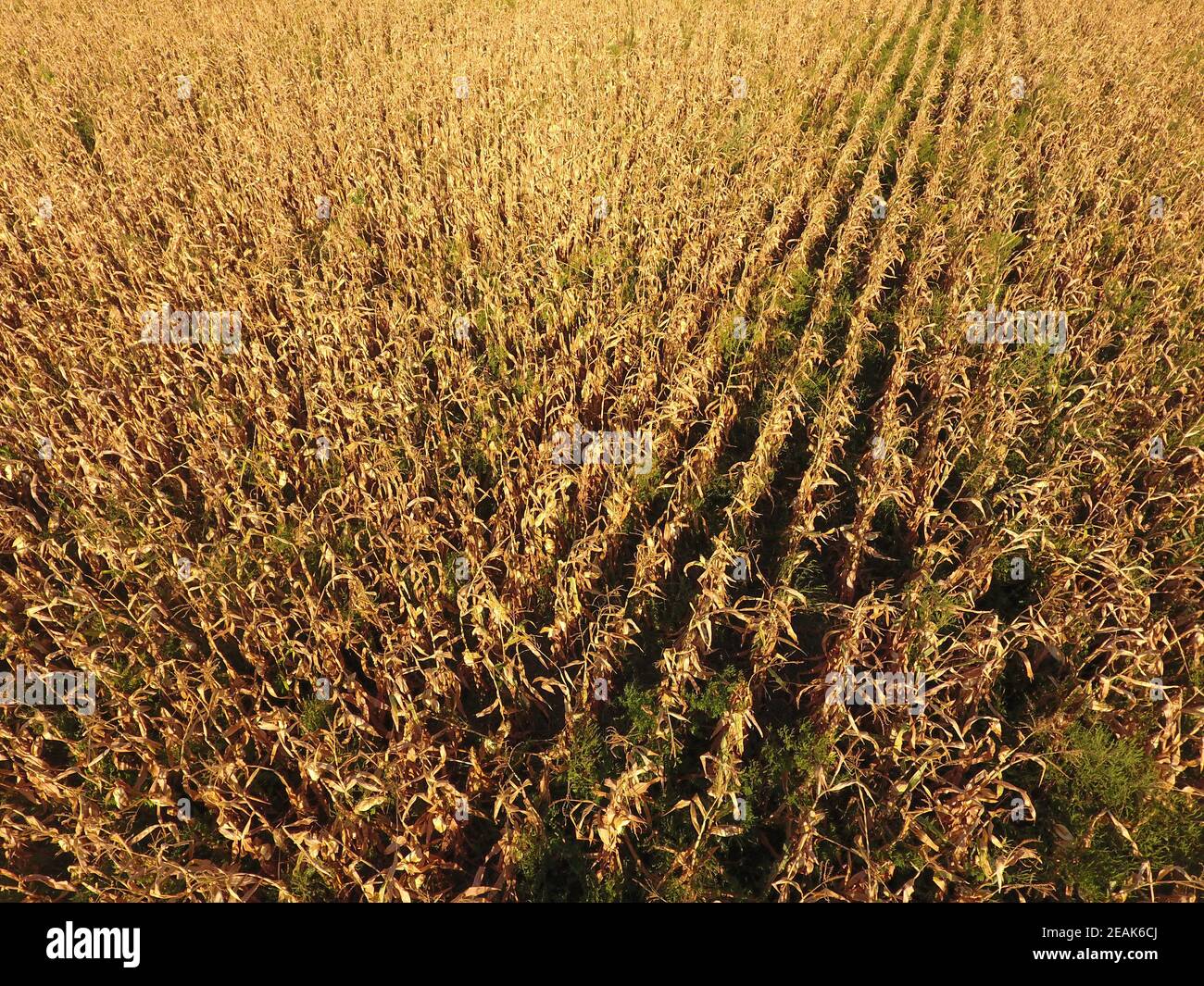 Field with ripe corn. Dry stalks of corn. View of the cornfield from ...