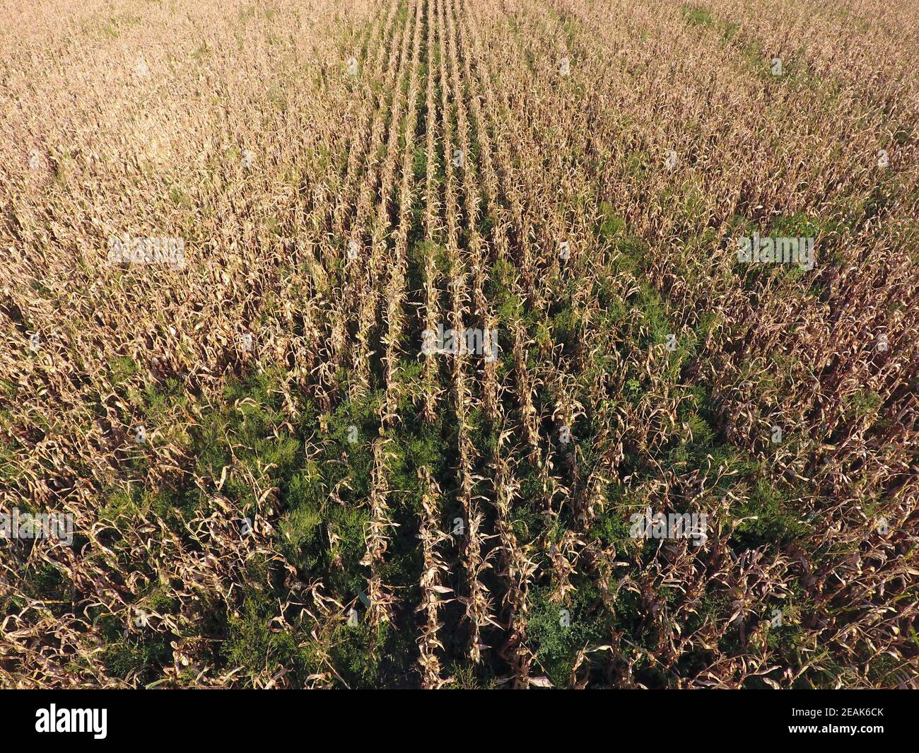 Field with ripe corn. Dry stalks of corn. View of the cornfield from ...