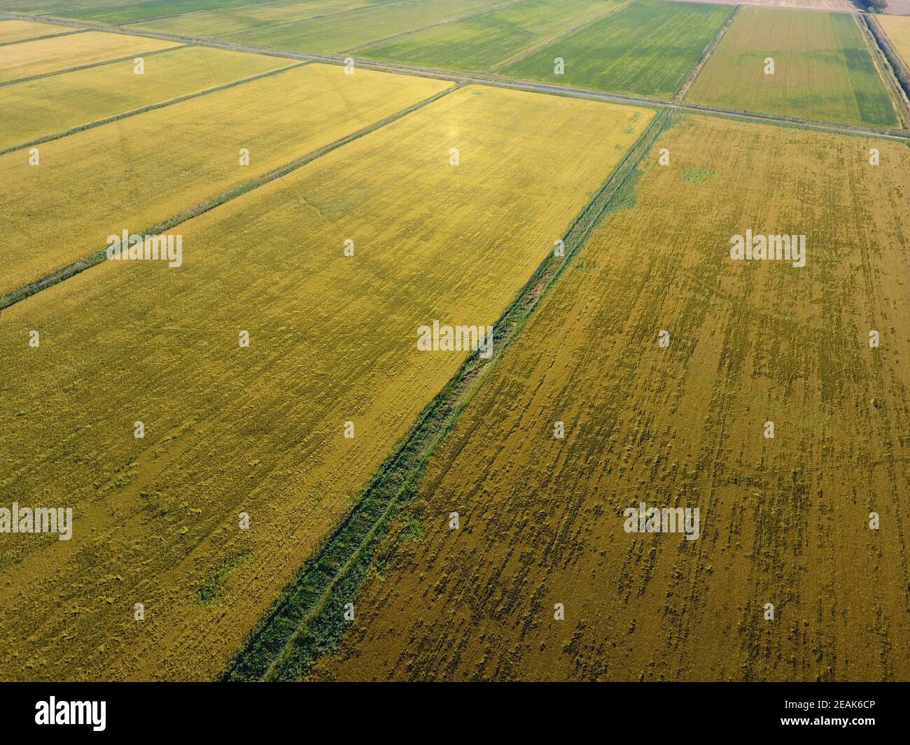 Growing rice on flooded fields. Ripe rice in the field, the beginning ...