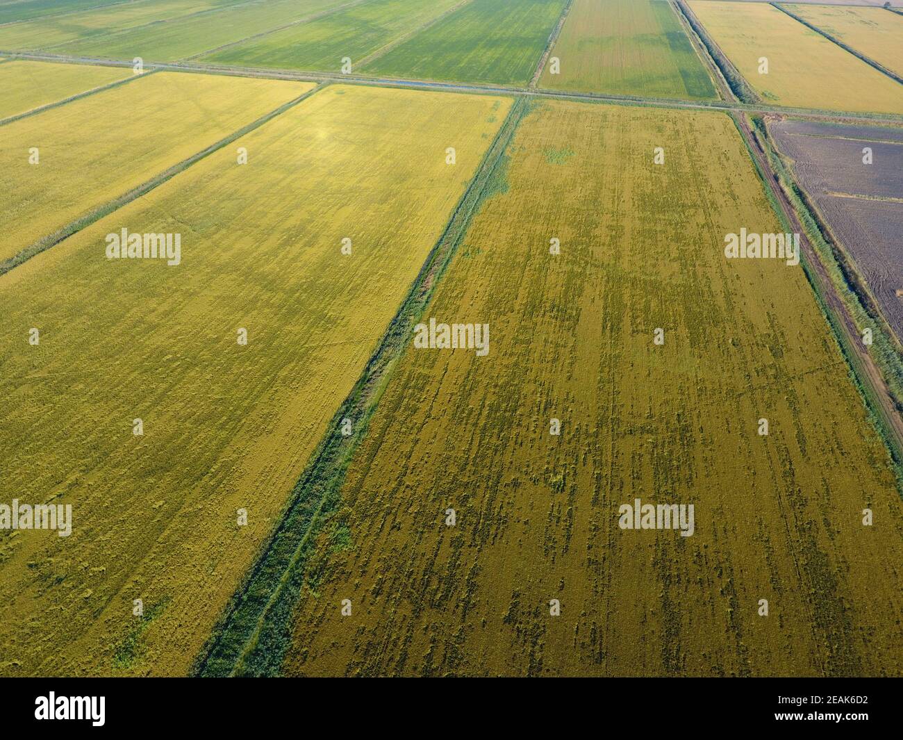 Growing rice on flooded fields. Ripe rice in the field, the beginning ...