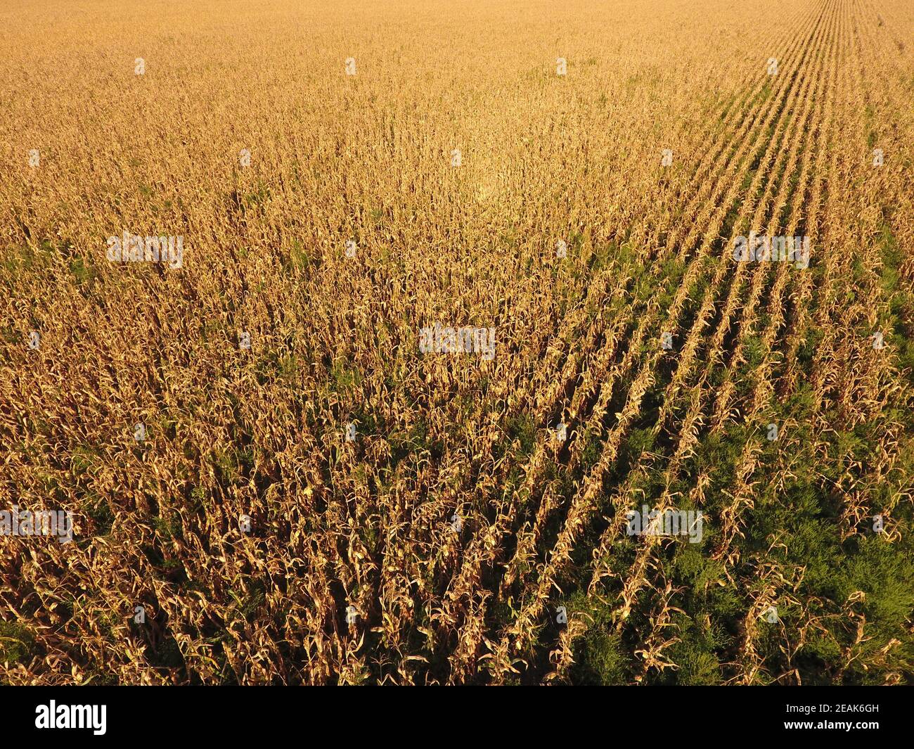 Field with ripe corn. Dry stalks of corn. View of the cornfield from ...