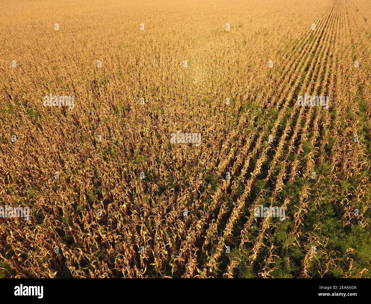 Field with ripe corn. Dry stalks of corn. View of the cornfield from ...