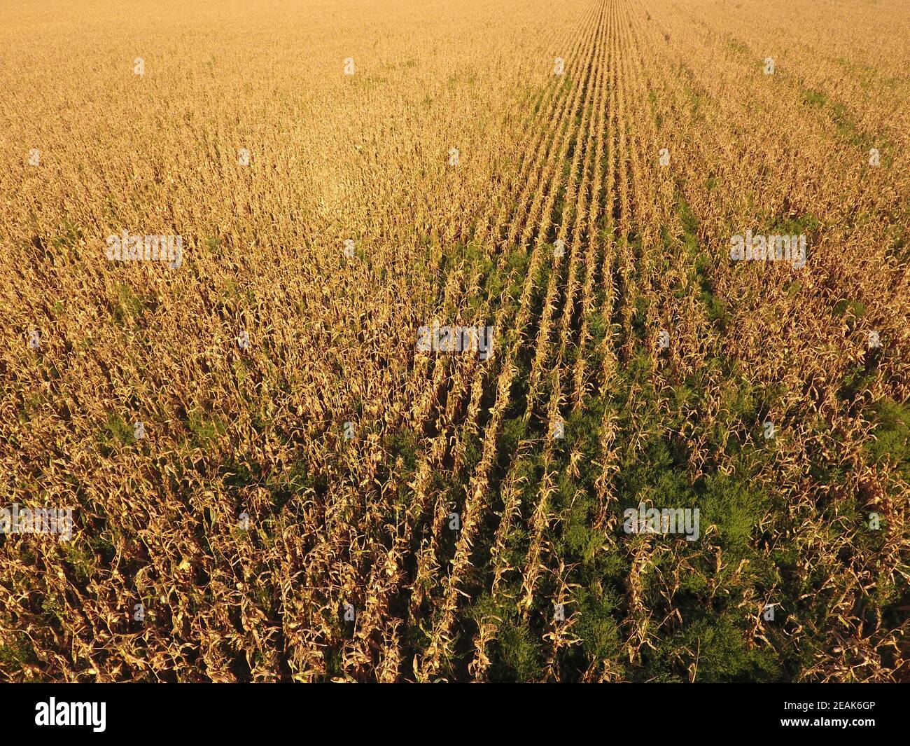 Field with ripe corn. Dry stalks of corn. View of the cornfield from ...