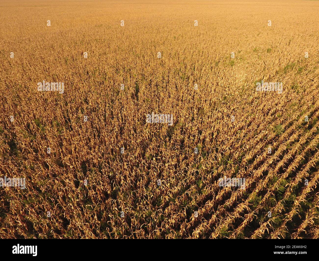 Field with ripe corn. Dry stalks of corn. View of the cornfield from ...