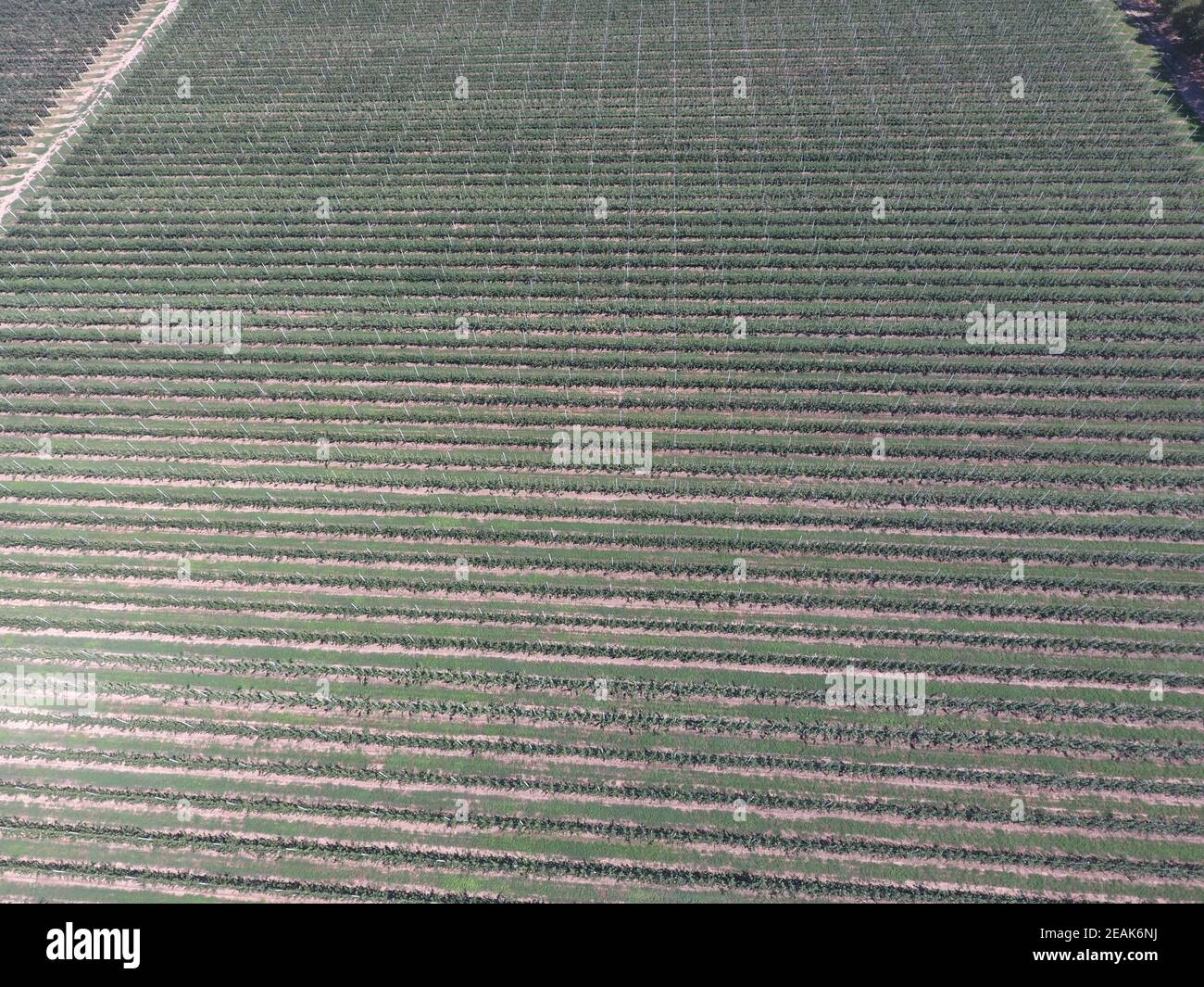 Rows of trees in the garden. Aerophotographing, top view Stock Photo ...