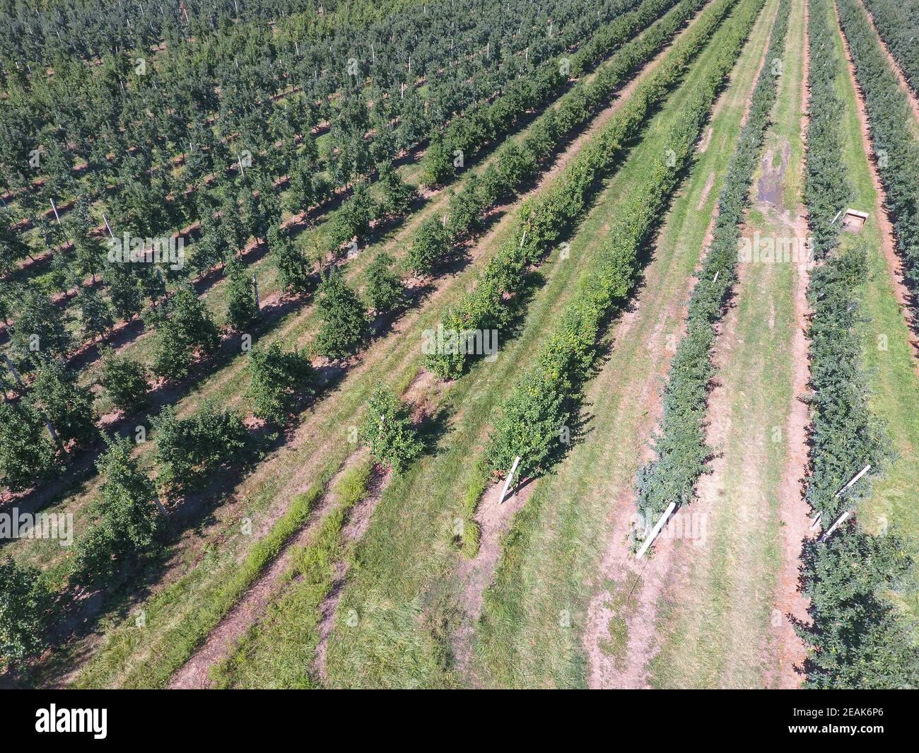 Rows of trees in the garden. Aerophotographing, top view Stock Photo ...