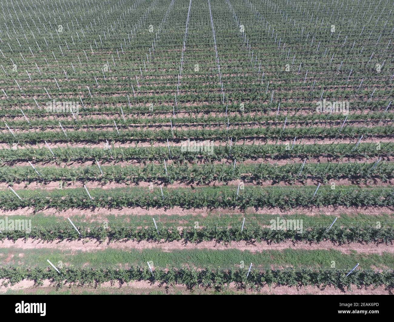 Rows of trees in the garden. Aerophotographing, top view Stock Photo ...