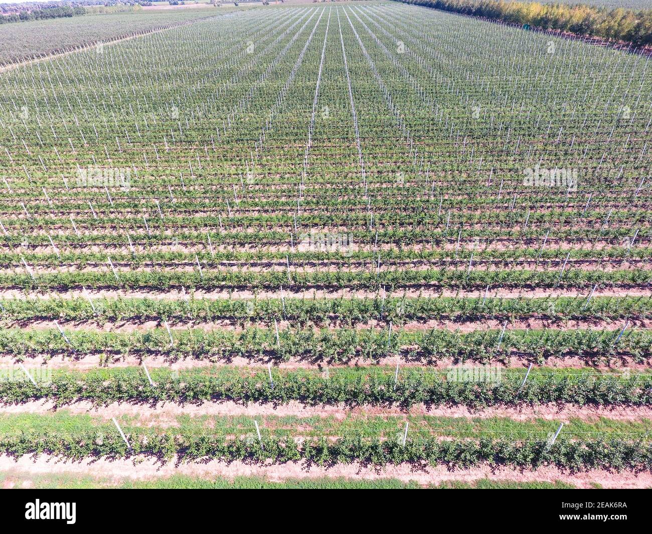Rows of trees in the garden. Aerophotographing, top view Stock Photo ...