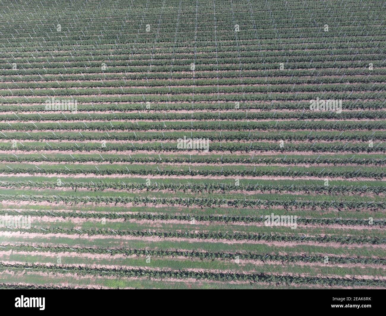 Rows of trees in the garden. Aerophotographing, top view Stock Photo ...