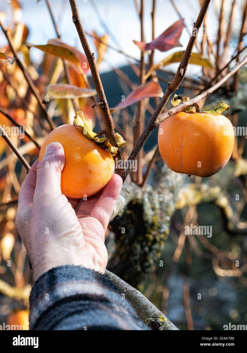 Persimmon tree field hi-res stock photography and images - Alamy