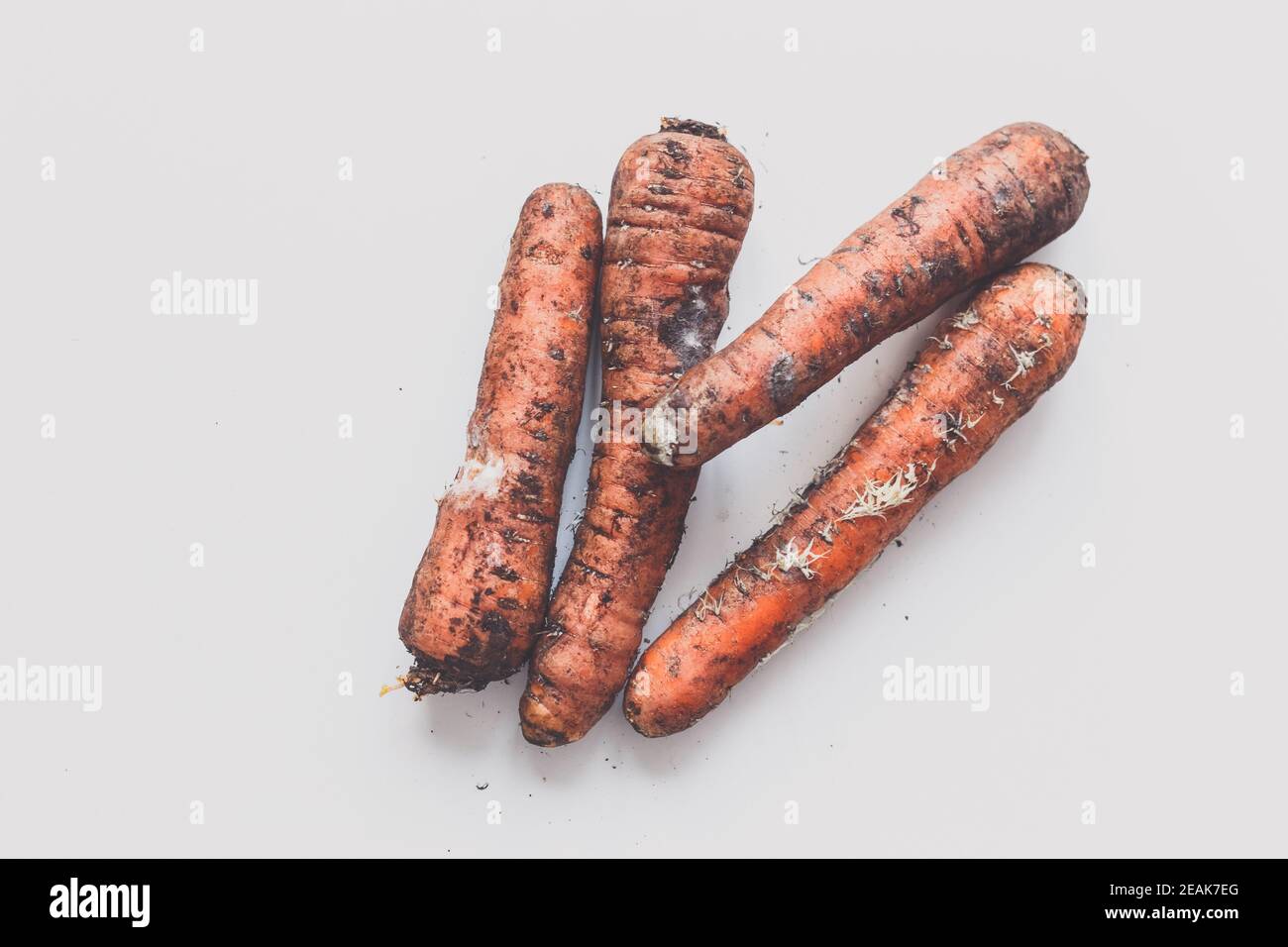 Rot carrots with fungus on white backdrop. Top view Stock Photo - Alamy