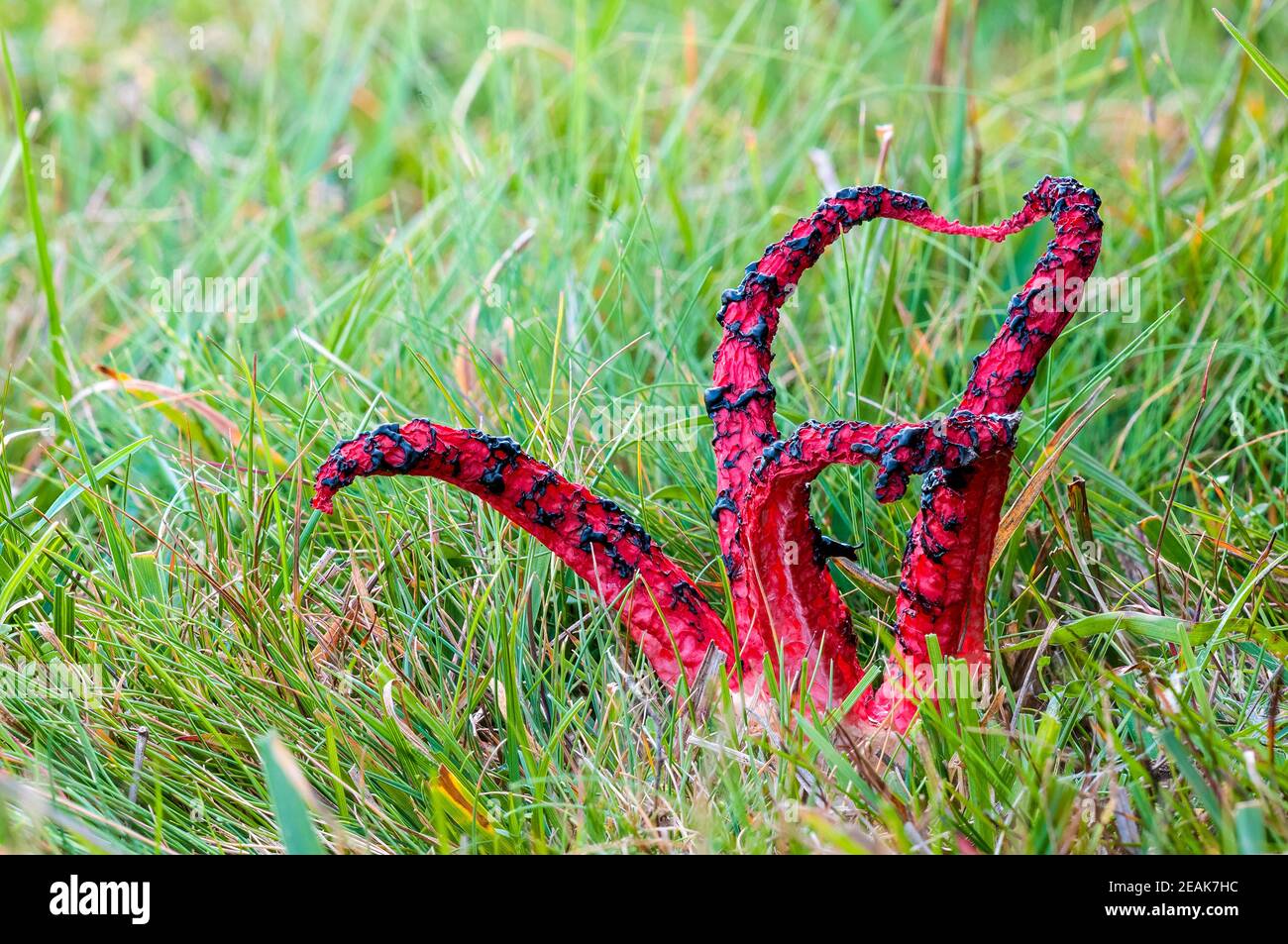 A fruiting body of devil's fingers fungus (Clathrus archeri) growing on ...