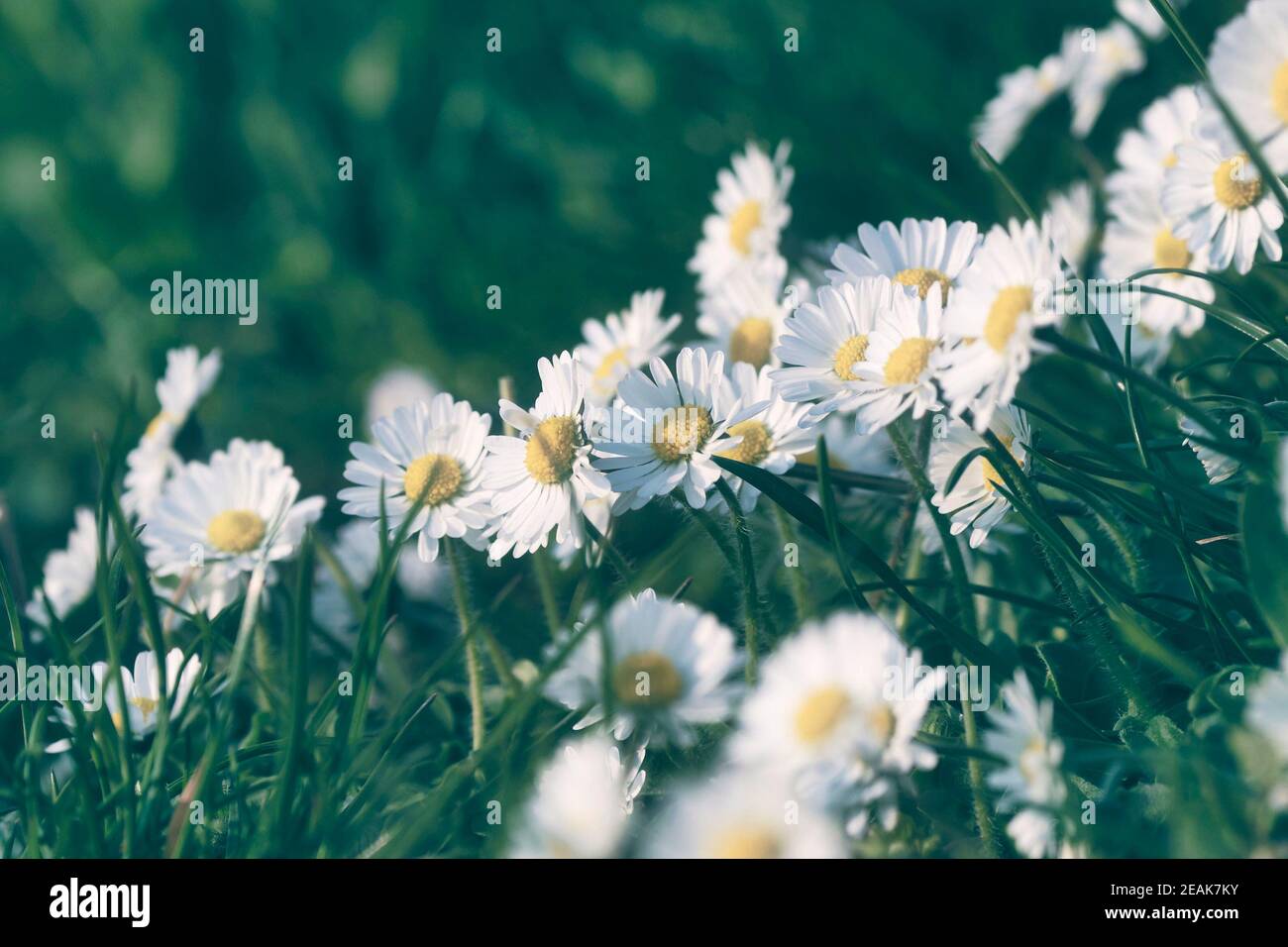 Matt flowers hi-res stock photography and images - Alamy