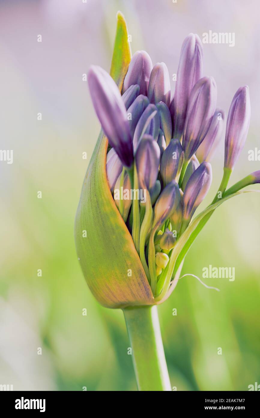 Blue lily hi-res stock photography and images - Alamy