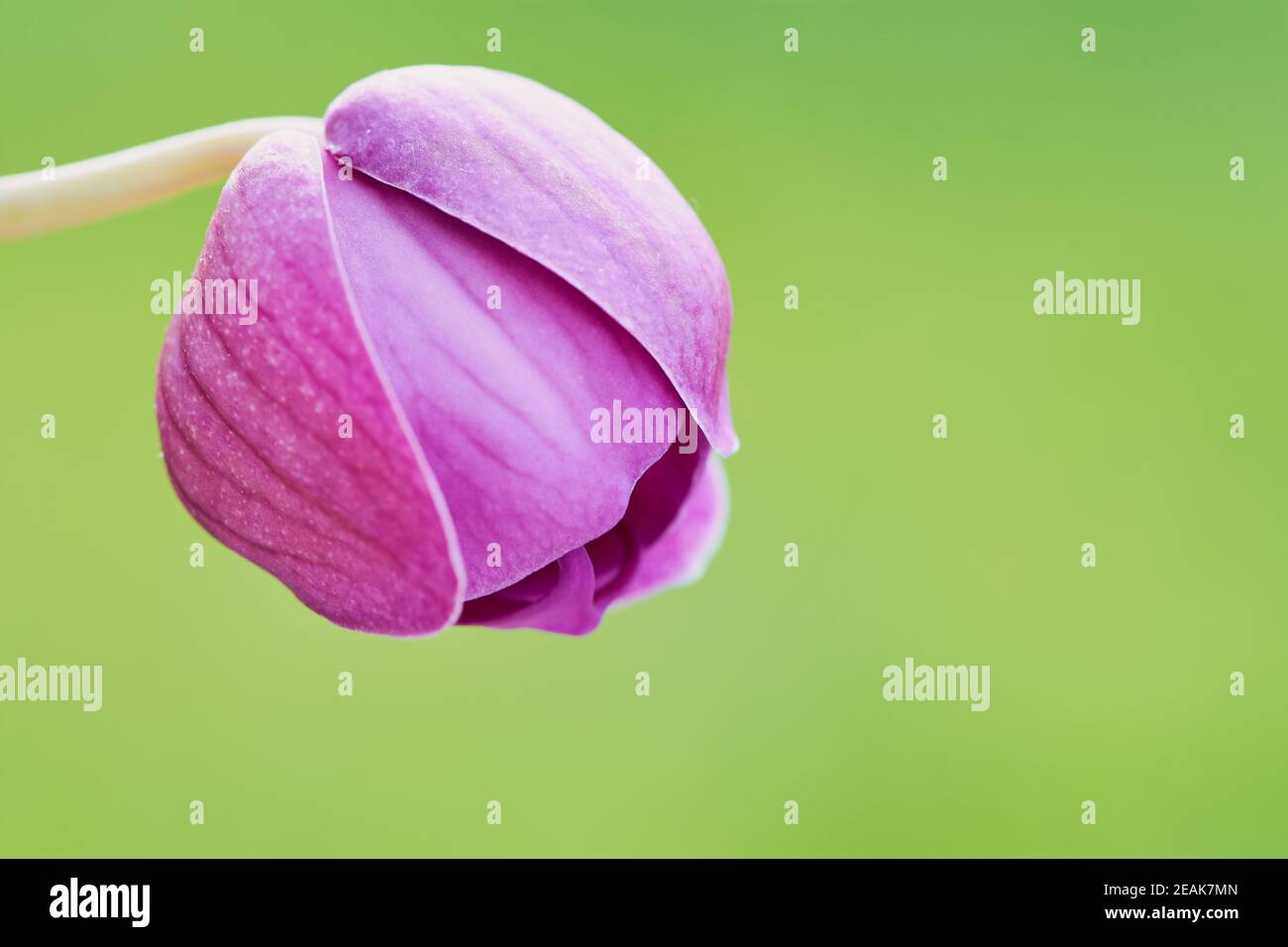 Closed lotus flower hi-res stock photography and images - Alamy