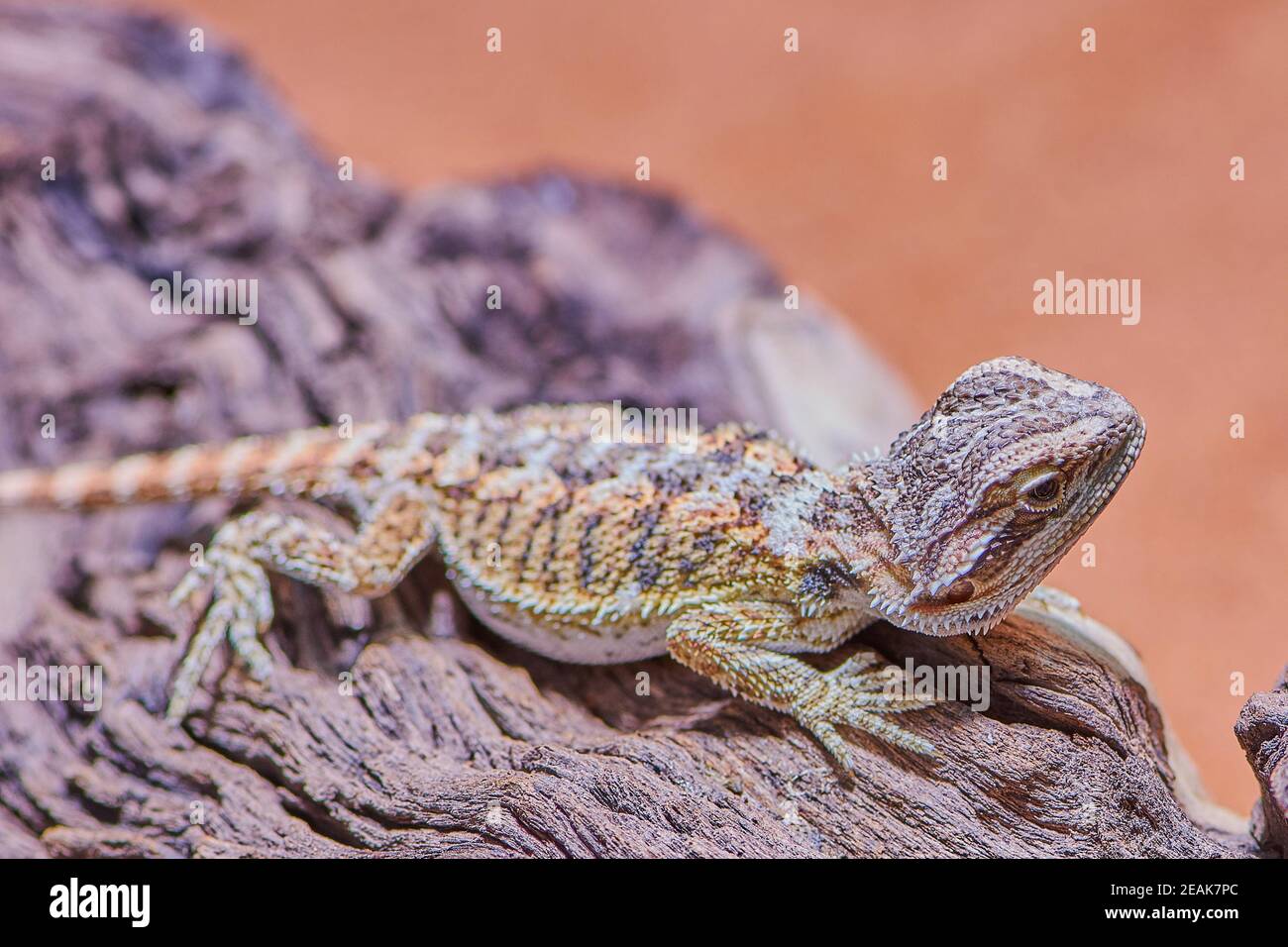 Yellow bearded dragon hi-res stock photography and images - Alamy