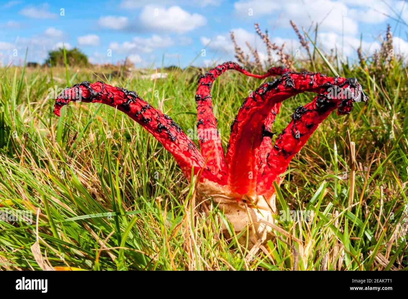 Devils body hi-res stock photography and images - Alamy