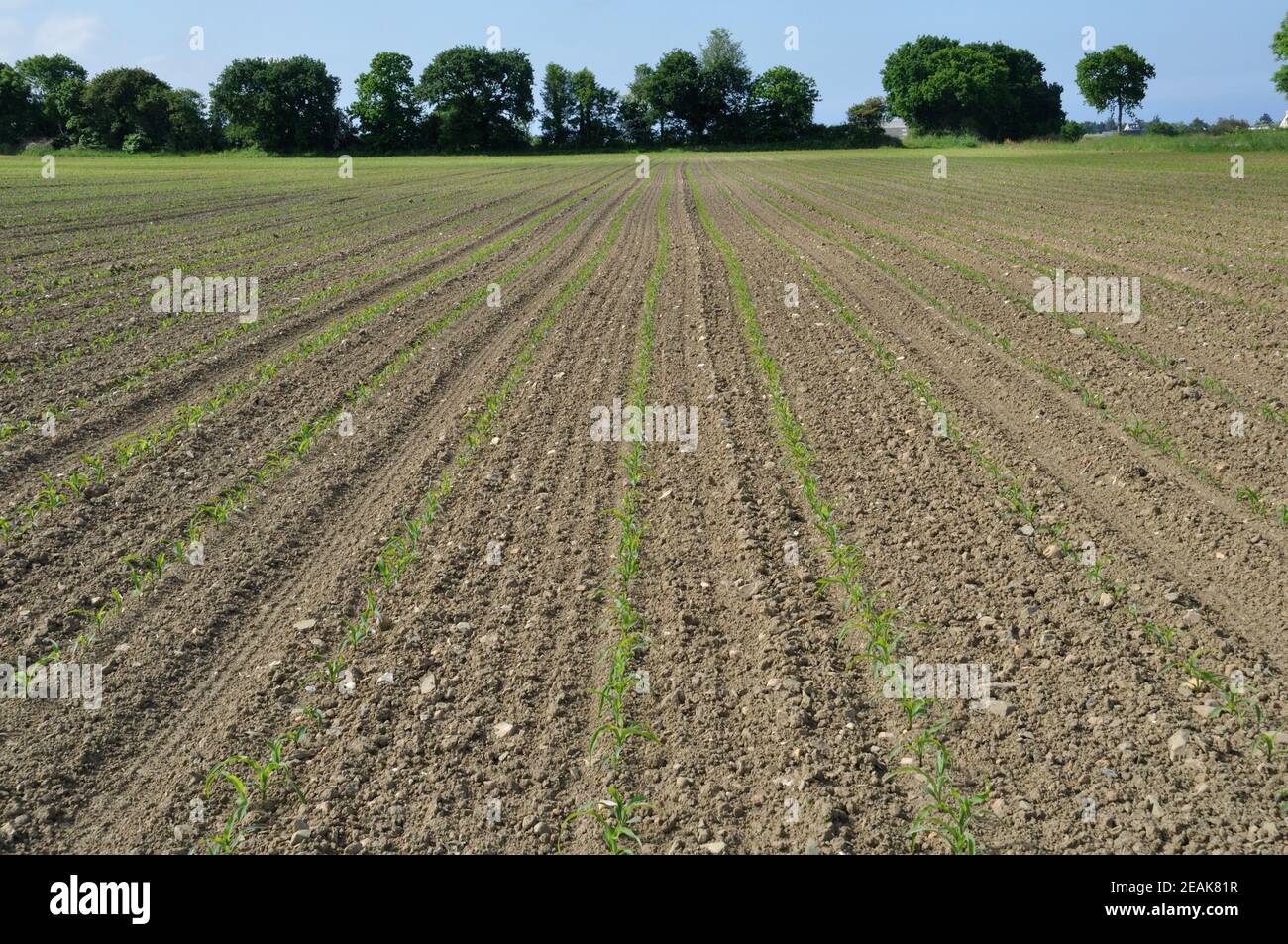 Corn field in Spring in Brittany Stock Photo - Alamy