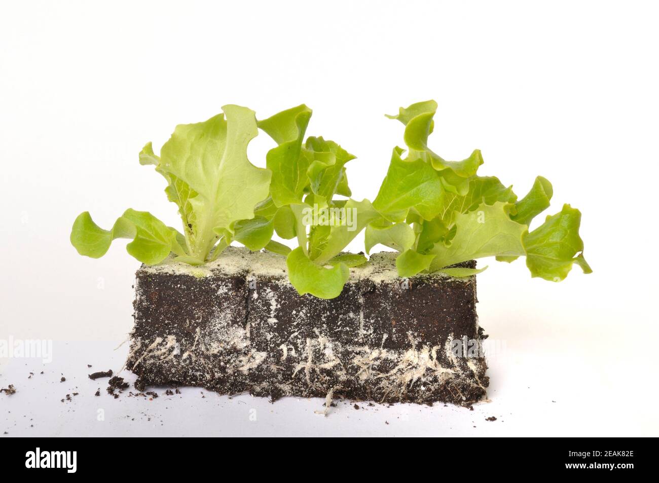 Batavia plants hi-res stock photography and images - Alamy