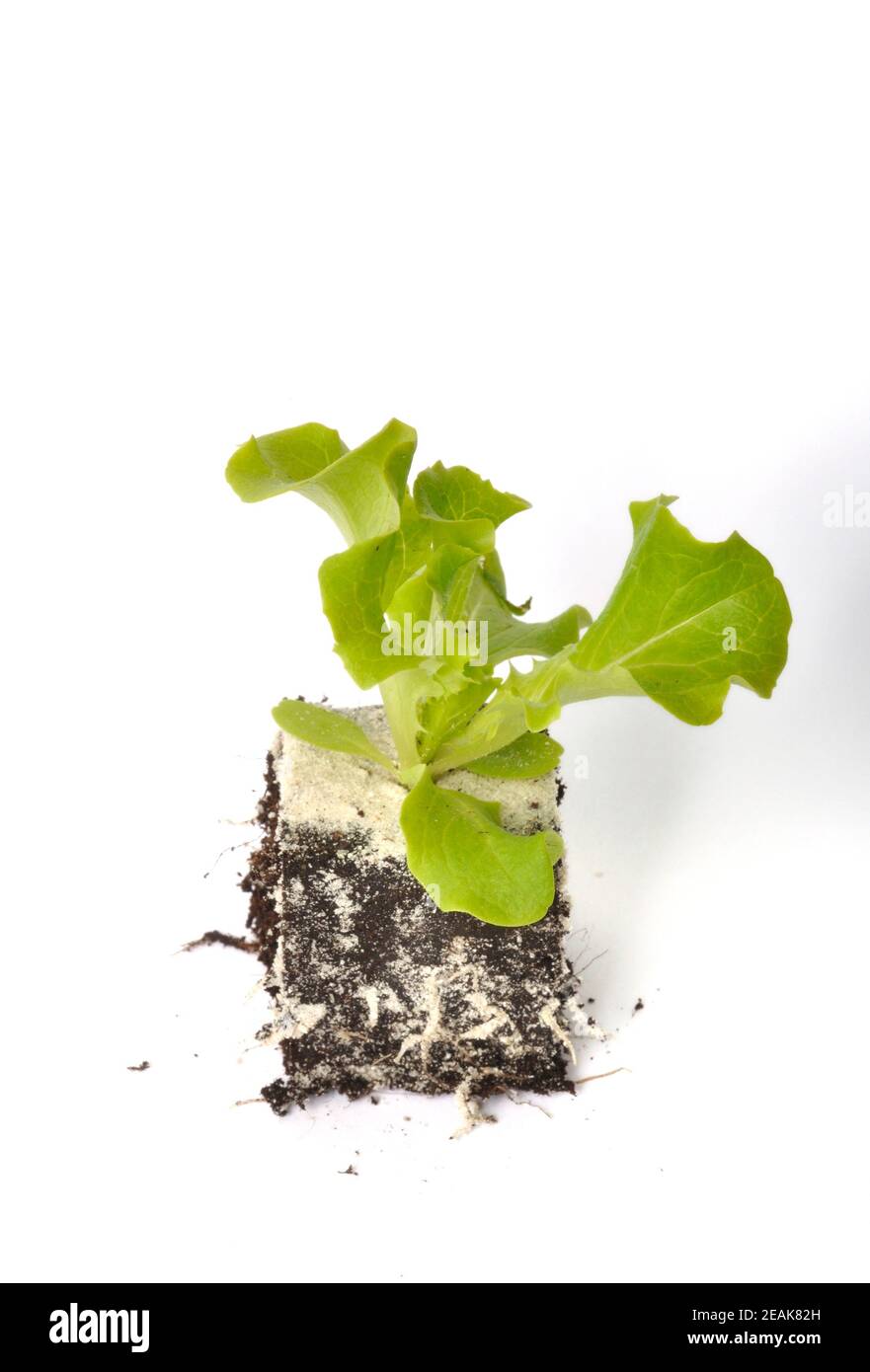 Healthy Batavia Lettuce High Resolution Stock Photography and Images ...