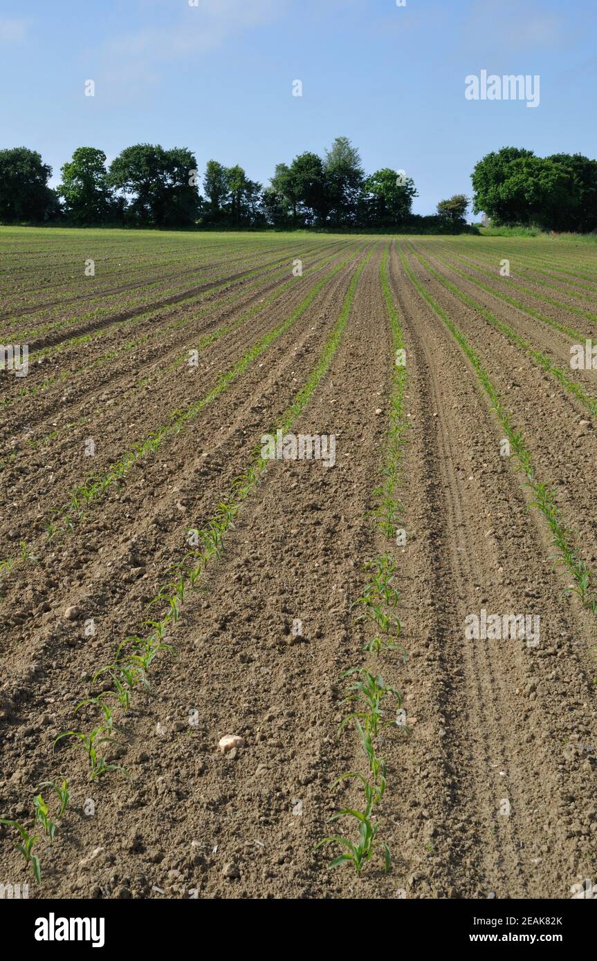 Corn field in Spring in Brittany Stock Photo - Alamy