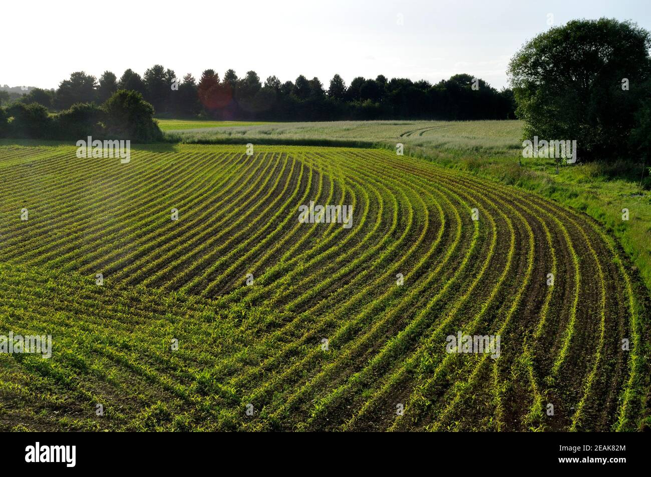 Corn field in Spring in Brittany Stock Photo - Alamy