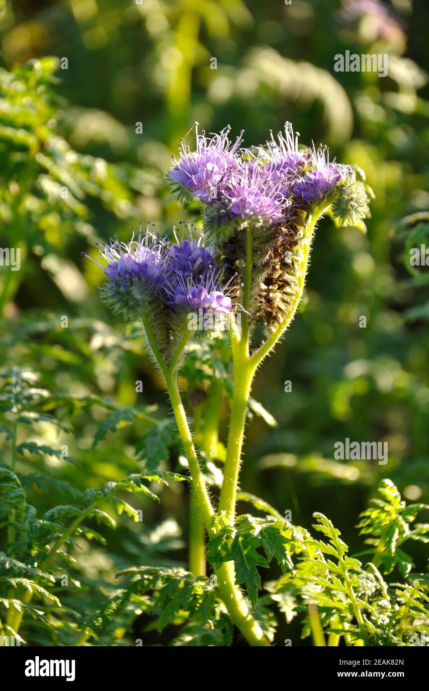 Field phacelia hi-res stock photography and images - Alamy
