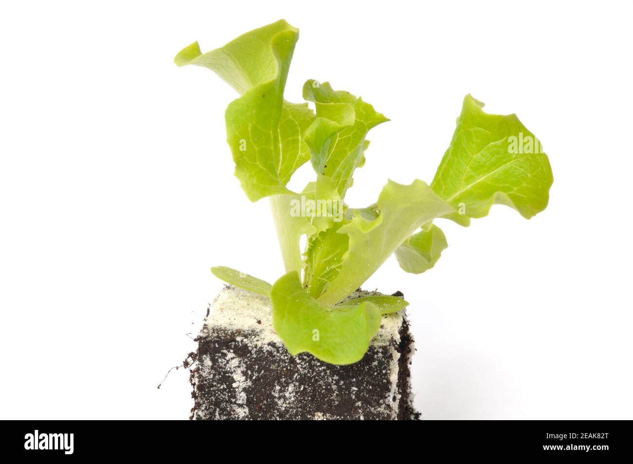 Batavia hi-res stock photography and images - Alamy