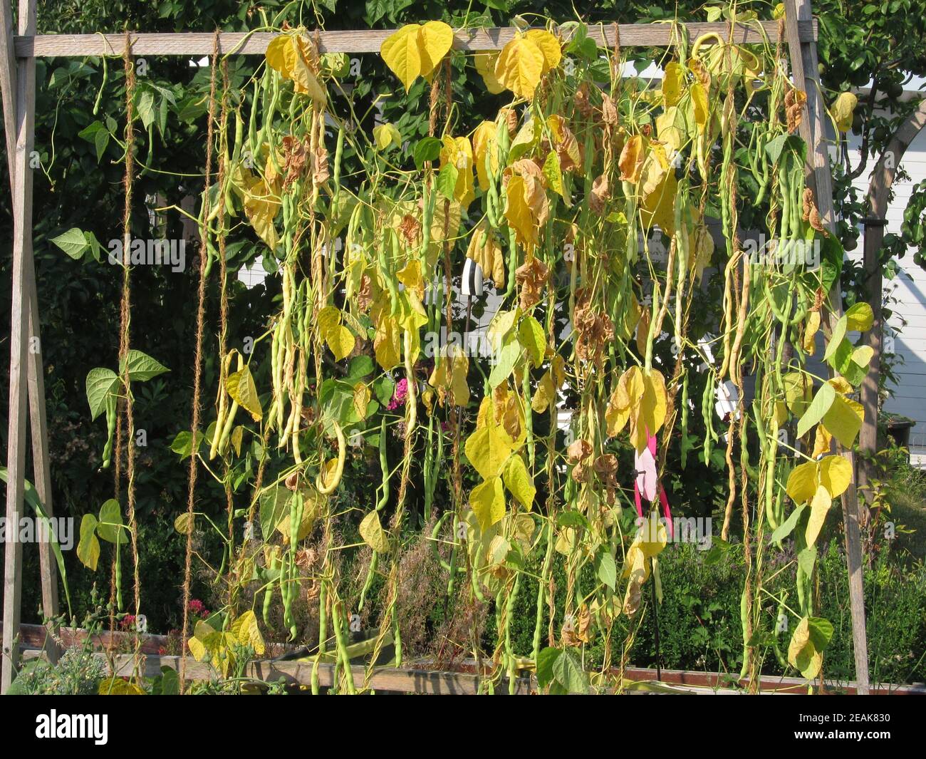 Climbing beans hi-res stock photography and images - Alamy