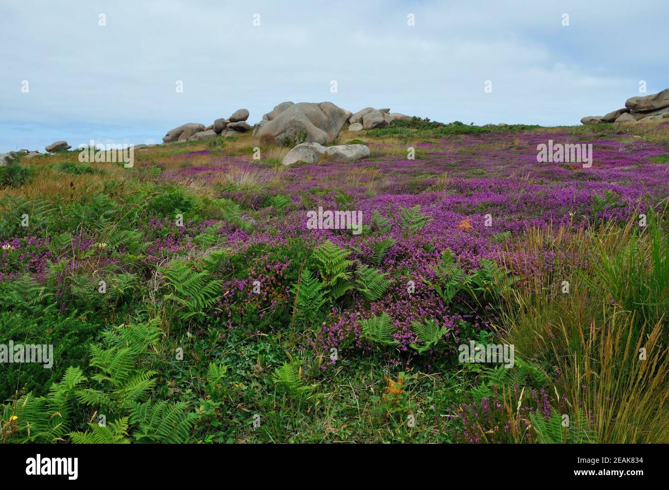 Heather and rock on the pink granite coast in Brittany Stock Photo - Alamy