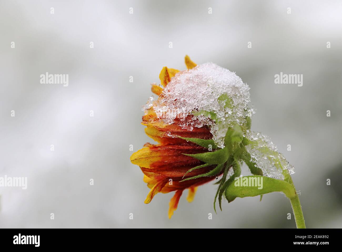 A flower with snowflakes during a snowfall in autumn Stock Photo - Alamy