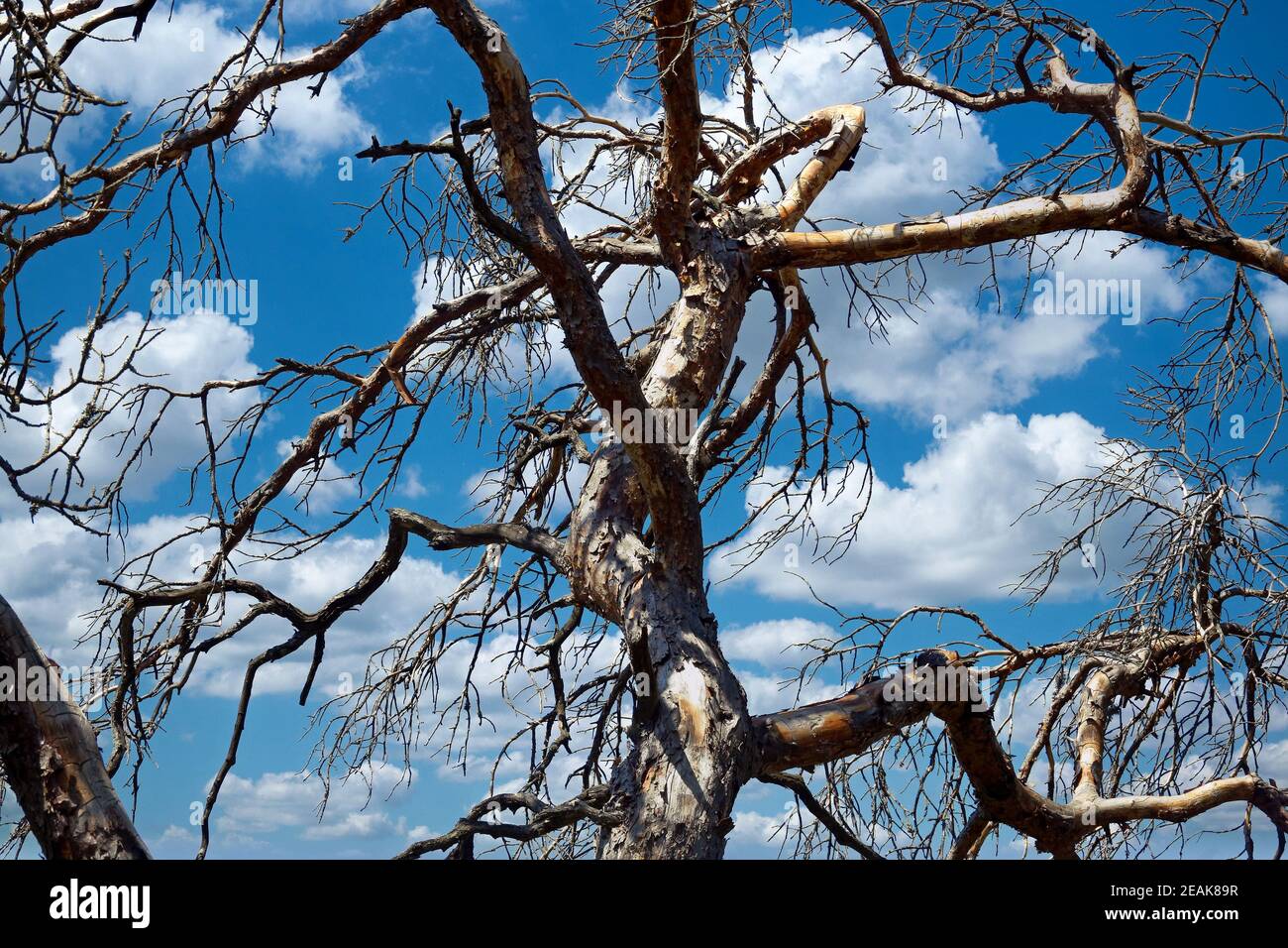 bare treetop, closeup, tree Stock Photo - Alamy