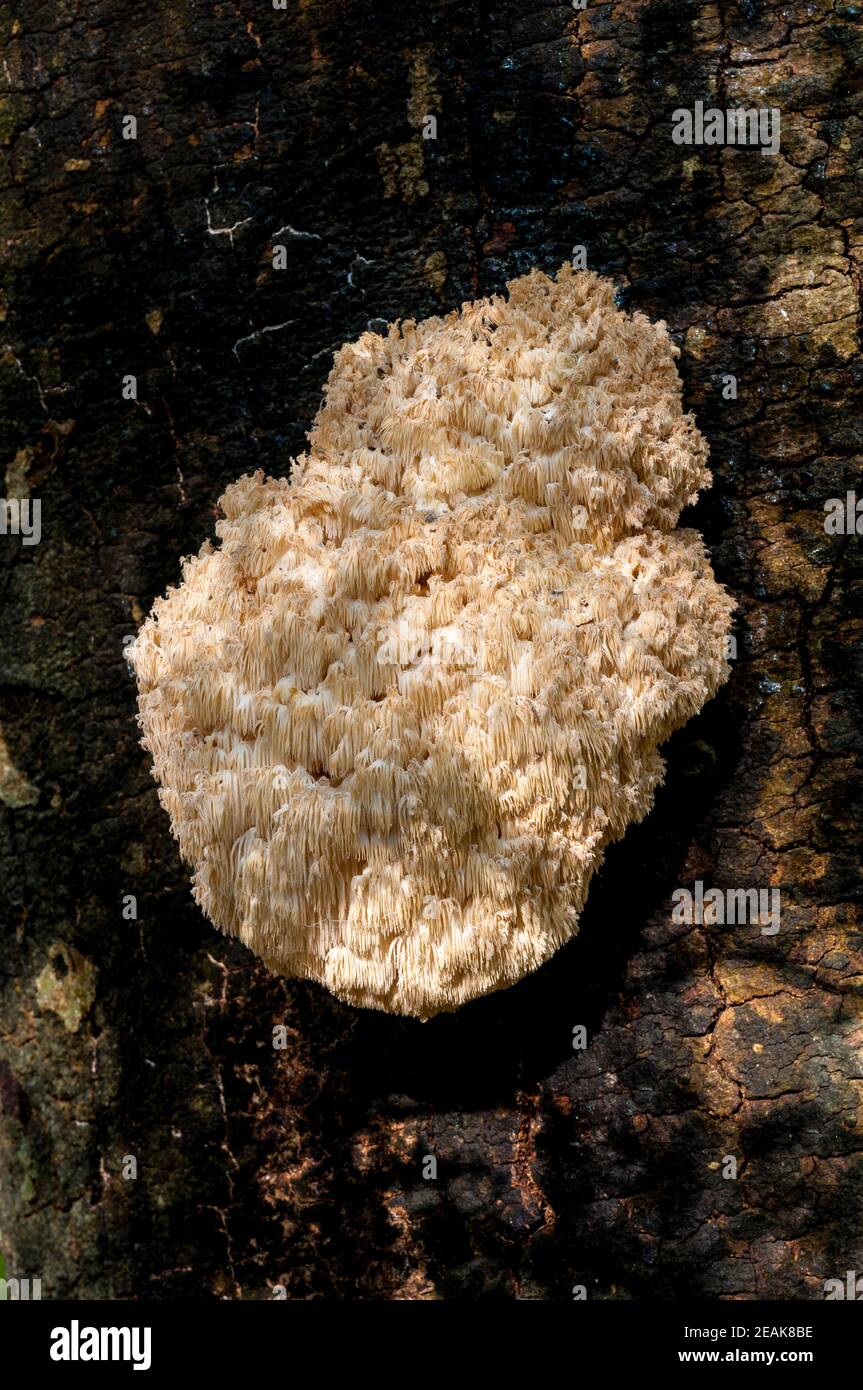 A fruiting body of the rare and protected coral tooth fungus (Hericium ...