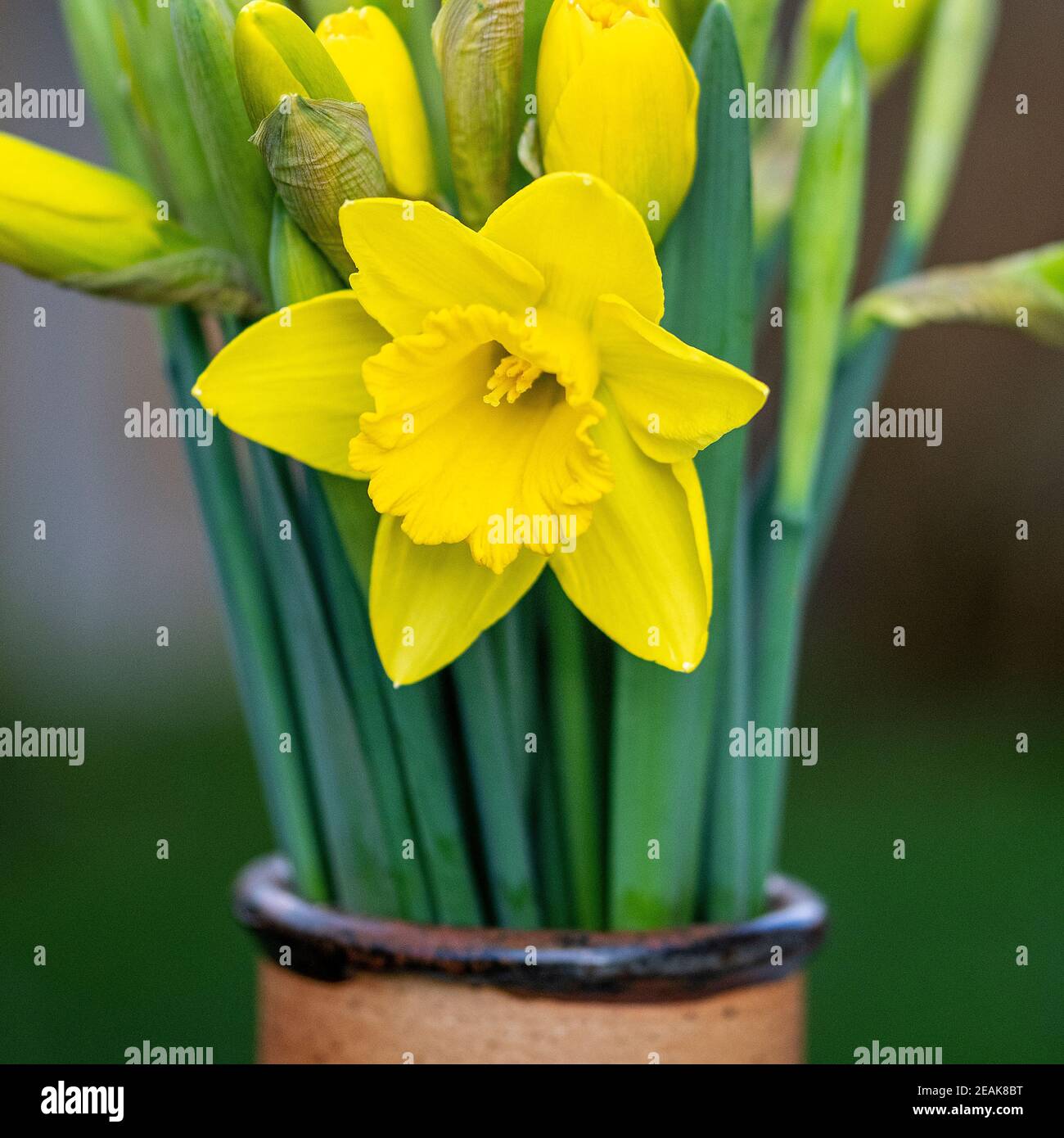 Beautiful Yellow Spring Daffodil Flowers in Closeup in a Bouquet Stock ...