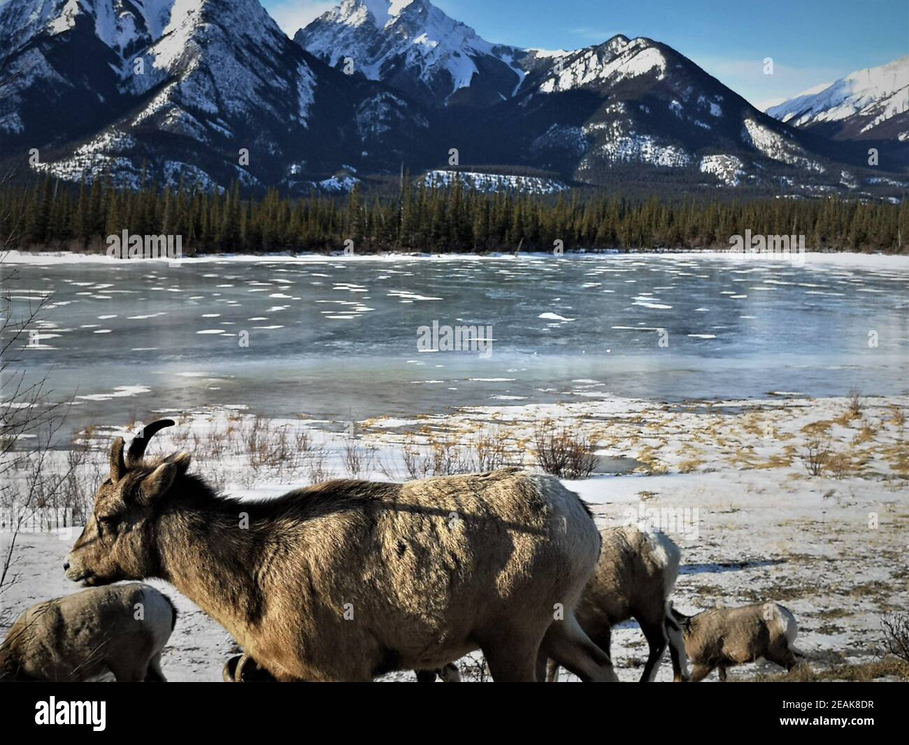 Mountain goats banff national park hi-res stock photography and images ...