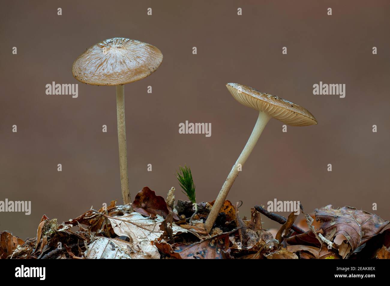 Dead bodies in the forest hi-res stock photography and images - Alamy