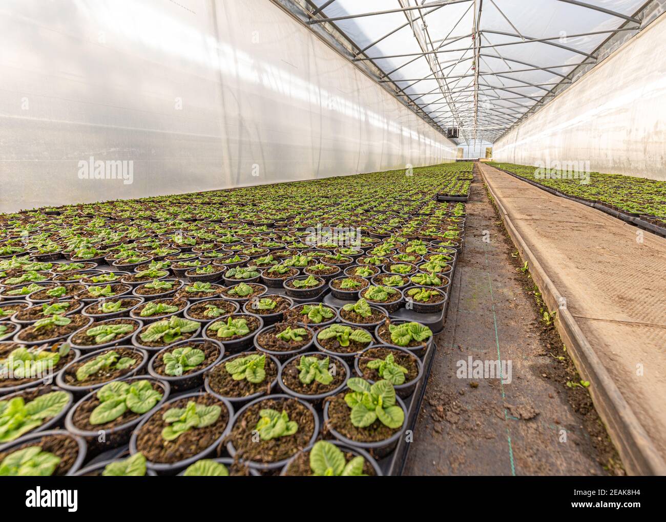 Cultivation ornamental plants hi-res stock photography and images - Alamy